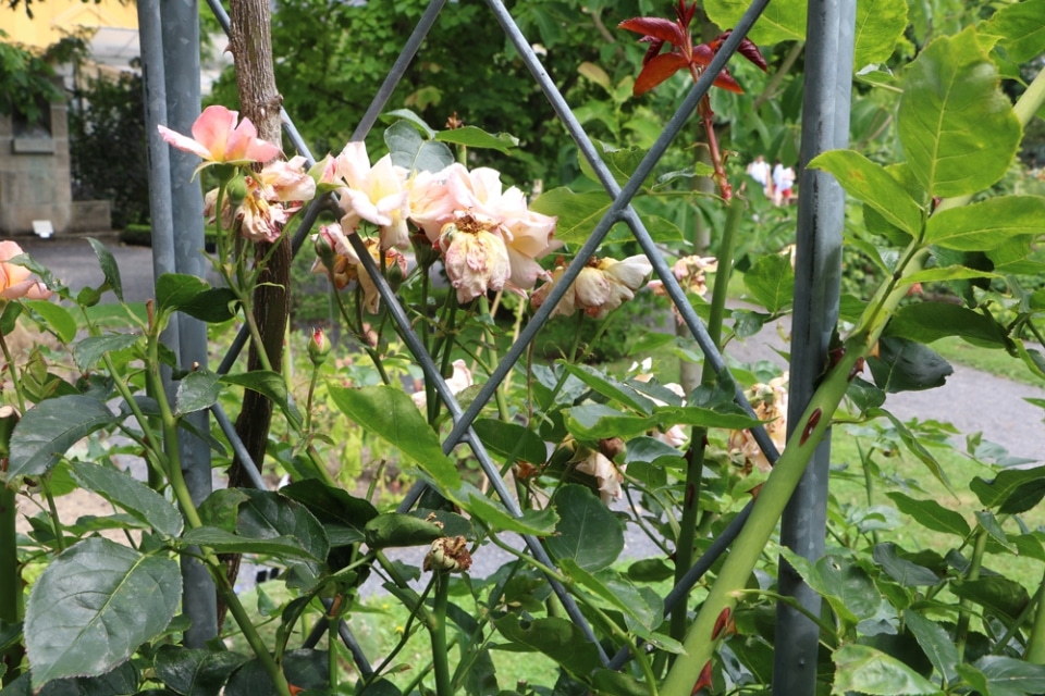 Rosen Uberwintern Draussen