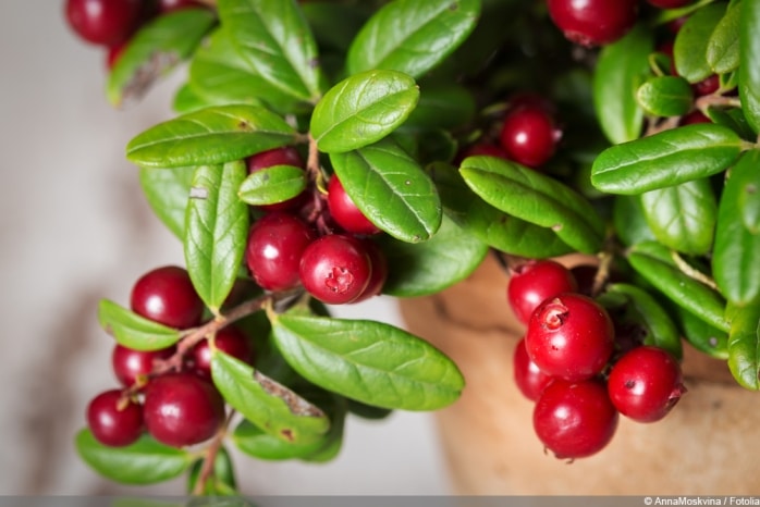 Cranberry anpflanzen: Standort, Pflege, Schneiden und Ernte ...