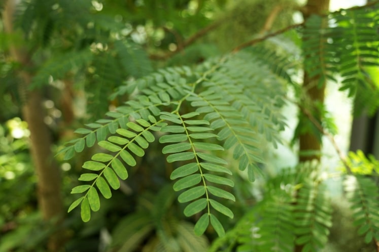 Tamarinde, Tamarindus indica: Anzucht und Pflege | Tamarindenbaum ...