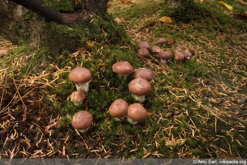 Pilze trocknen: Anleitung für Parasol, Krause Glucke & Co - Hausgarten.net
