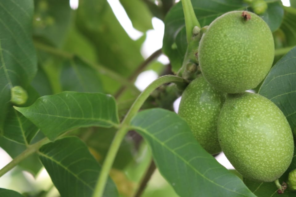 Affenbaum: Pflege und Krankheiten von A-Z | Araucaria überwintern ...