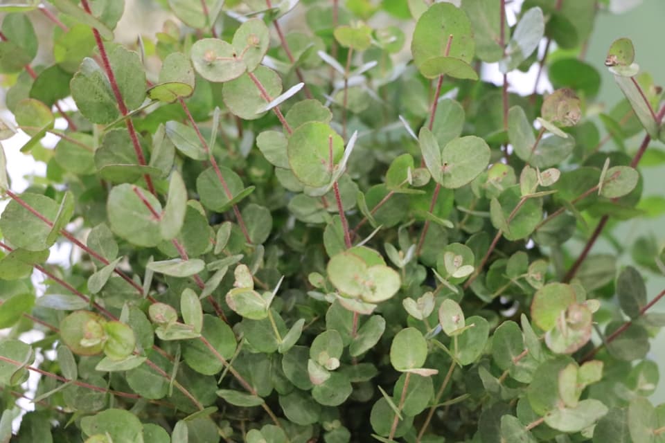 Zwergweide, Salix arbuscula - Pflege der Bäumchen-Weide - Hausgarten.net
