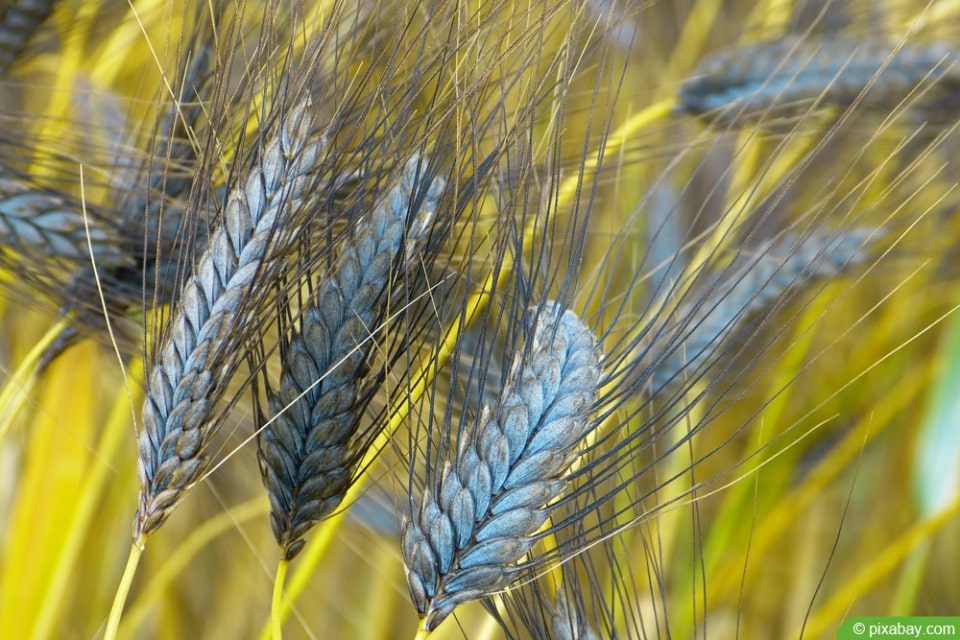 20 Getreidearten erkennen | Getreidesorten mit Bild | Übersicht ...