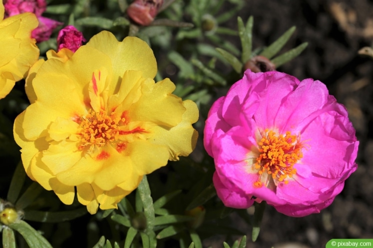 Moosrose (Rosa centifolia var. muscosa): Pflege von A bis Z ...