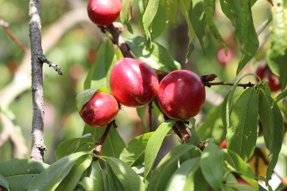 Affenschwanzbaum, Araukarie - Pflanzen, Pflege und Vermehrung ...