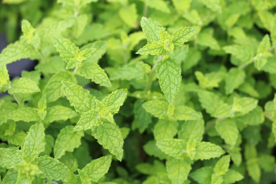 Minzarten: 12 Sorten Minze für Tee & Küche - Hausgarten.net
