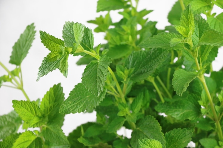 Minzarten: 12 Sorten Minze für Tee & Küche - Hausgarten.net
