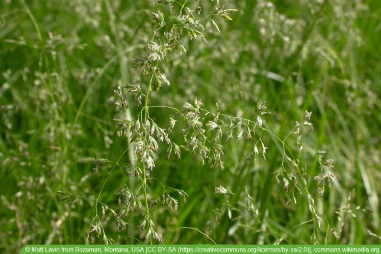 Poa Pratensis, Wiesenrispengras | Arten & Eigenschaften - Hausgarten.net