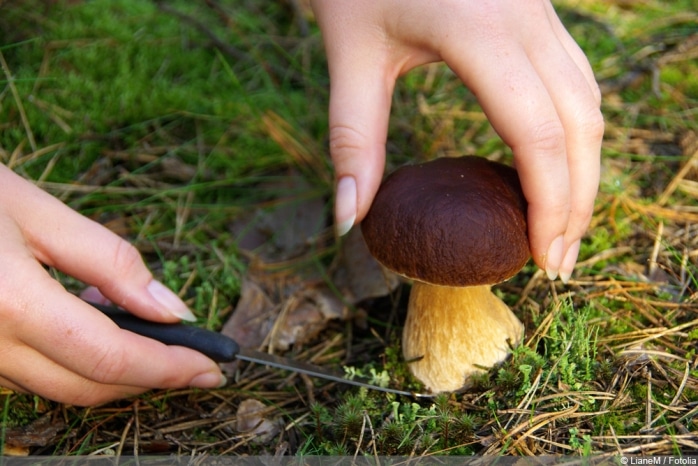Pilzsaison: wann wachsen welche Pilze? - Hausgarten.net