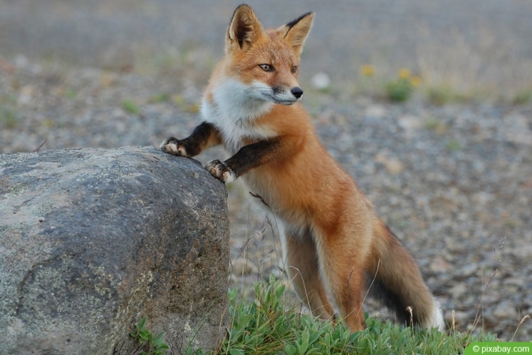 Fuchskot erkennen: 5 Merkmale mit Bild der Fuchslosung - Hausgarten.net