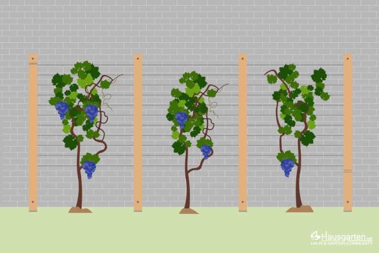 DIY Weinspalier bauen: Rankhilfe für Weinreben - Hausgarten.net