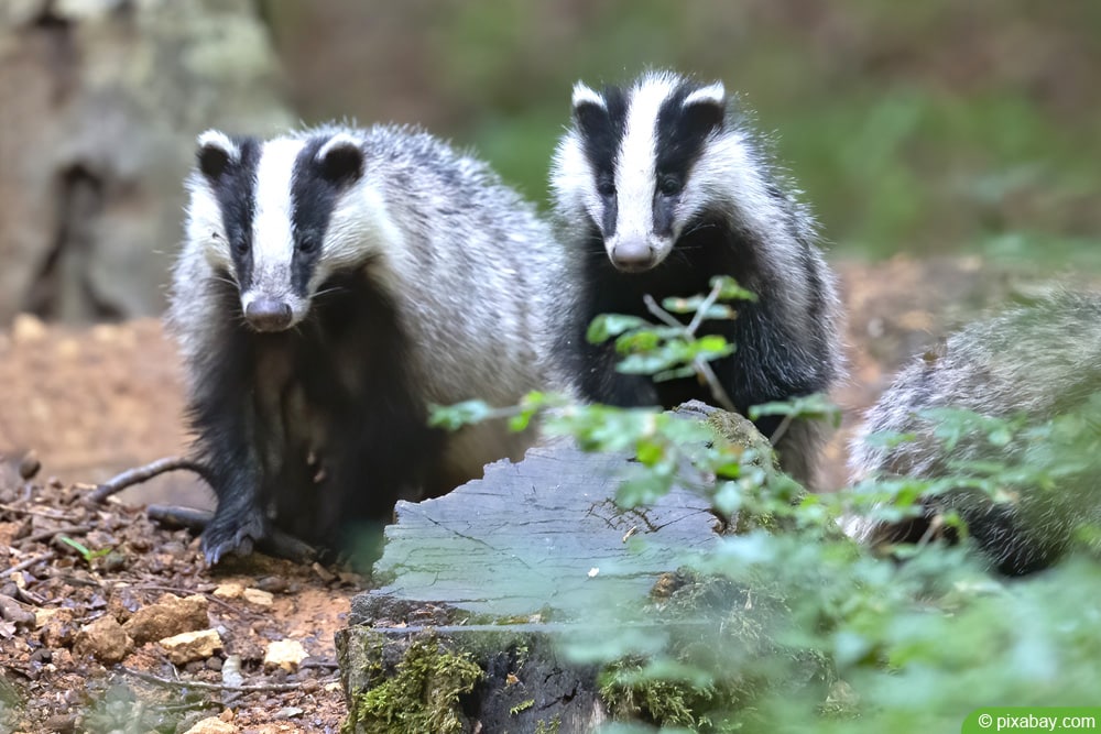 Kot von Elstern erkennen | Elsterkot mit Bild - Hausgarten.net