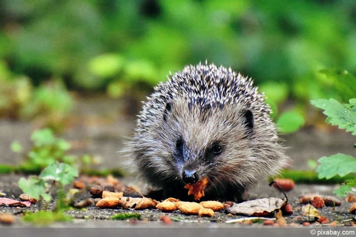 Wie sieht Igelkot aus? | Kot vom Igel erkennen - Hausgarten.net