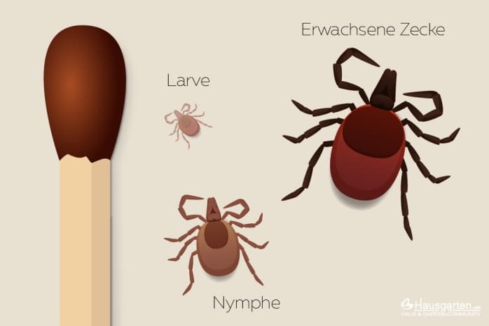 Zeckennest Im Garten