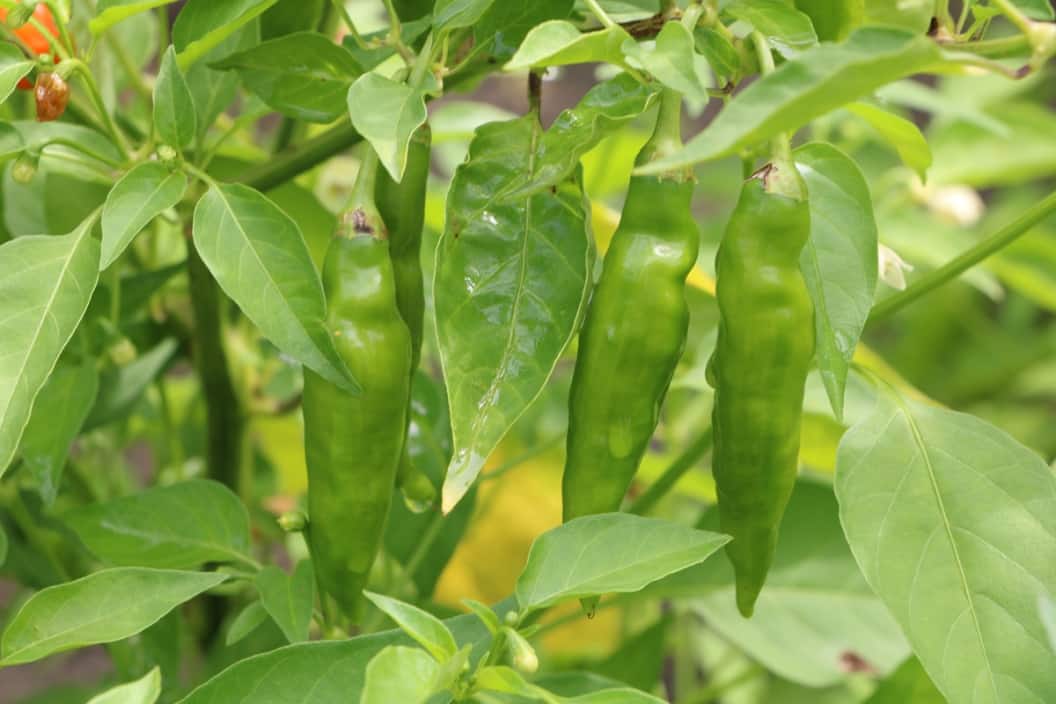 Chili Uberwintern Zuruckschneiden