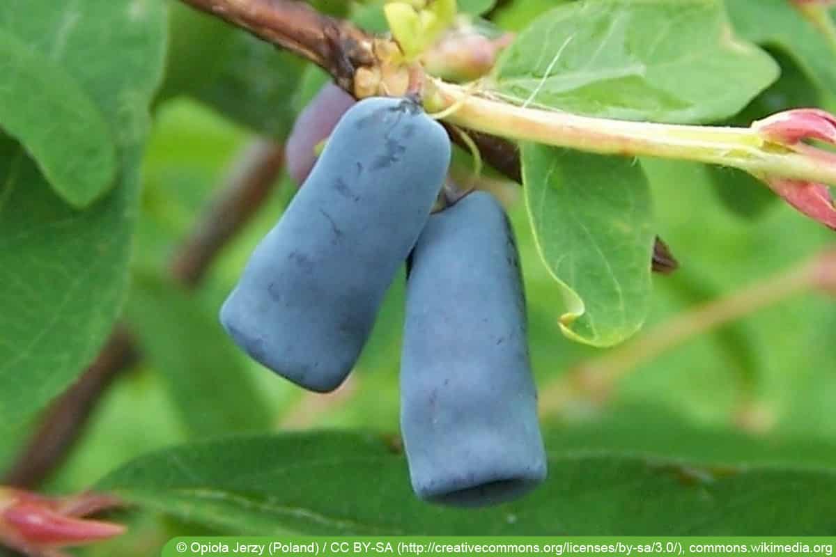 Preiselbeeren anbauen: Pflanzen setzen | Standort & Pflege - Hausgarten.net