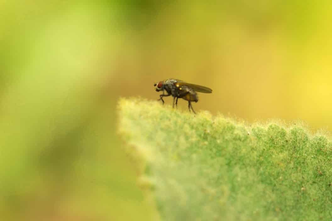 Milben im Bett erkennen: 9 Anzeichen für Bettmilben - Hausgarten.net