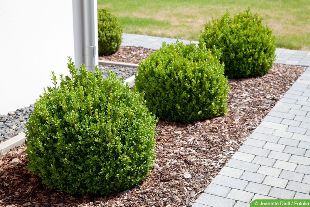 Spritzschutz ums Haus: ideale Breite von Traufstreifen - Hausgarten.net