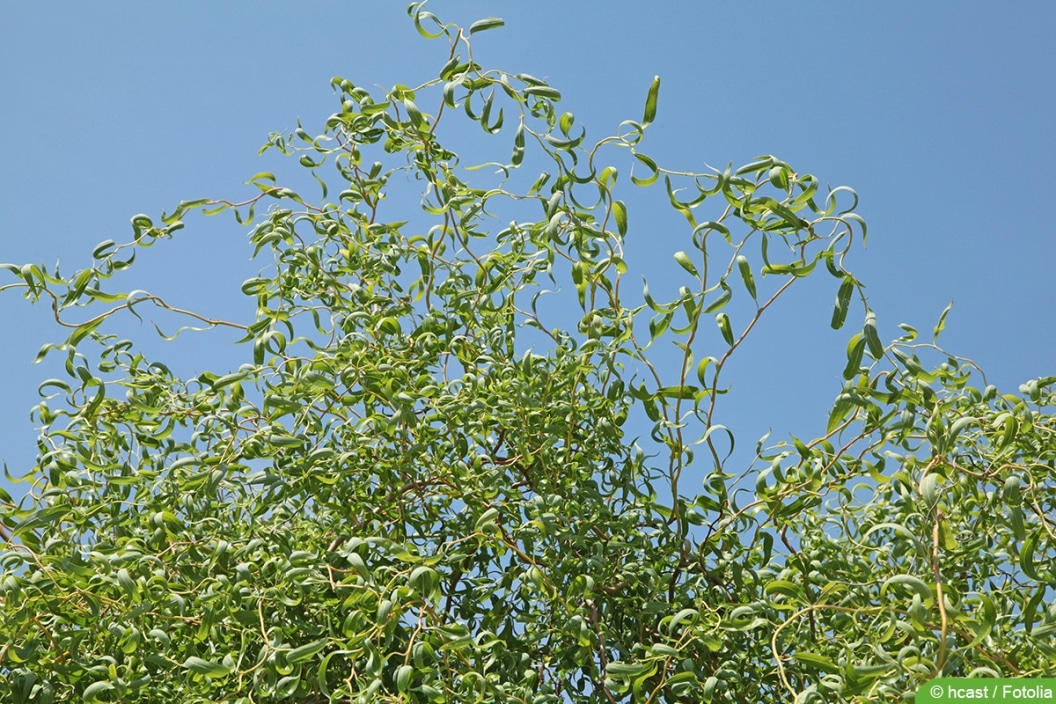 Japanische Zierweide, Harlekinweide - Pflege und Schneiden - Hausgarten.net