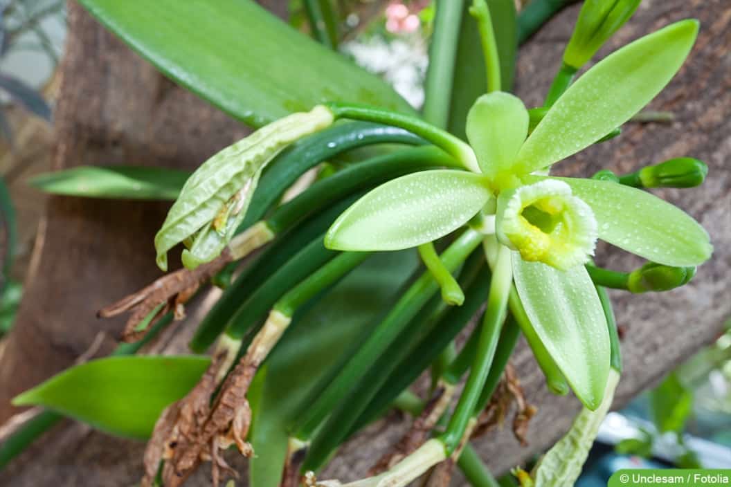 Bananenpalme - 33 Tipps zur Pflege und zum Überwintern - Hausgarten.net
