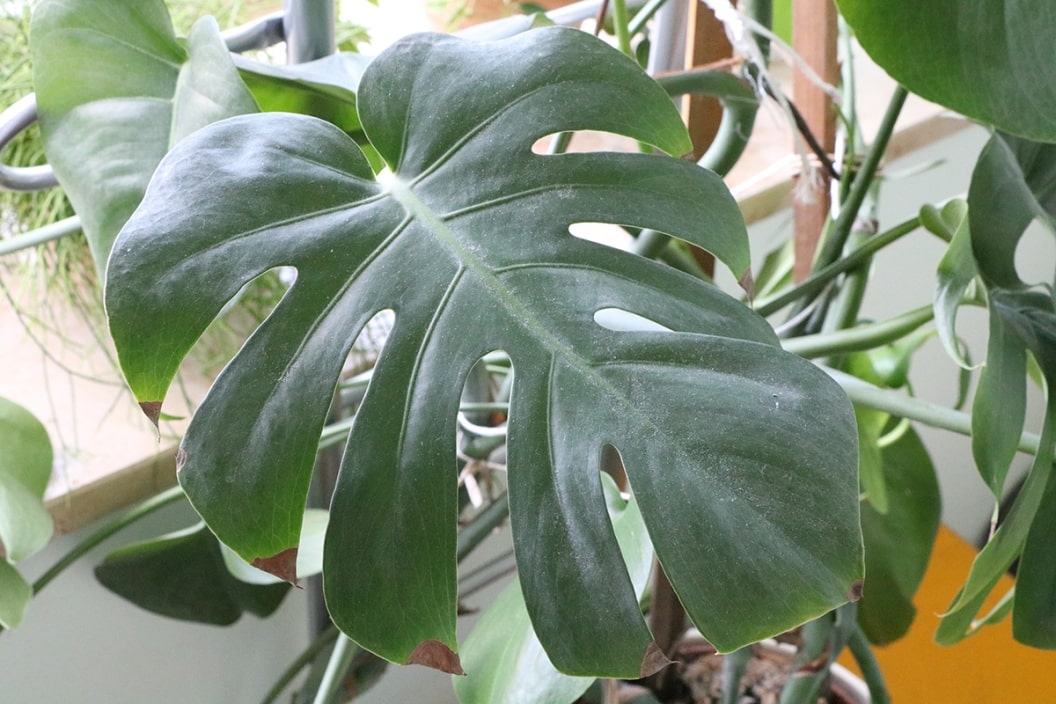 Eierbaum-Pflanze, Solanum melongena richtig pflegen - Hausgarten.net