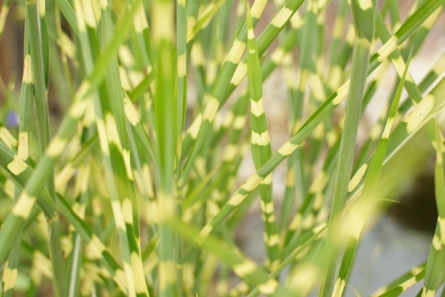 Zebragras, Miscanthus sinensis 'Strictus': Pflege von A - Z ...