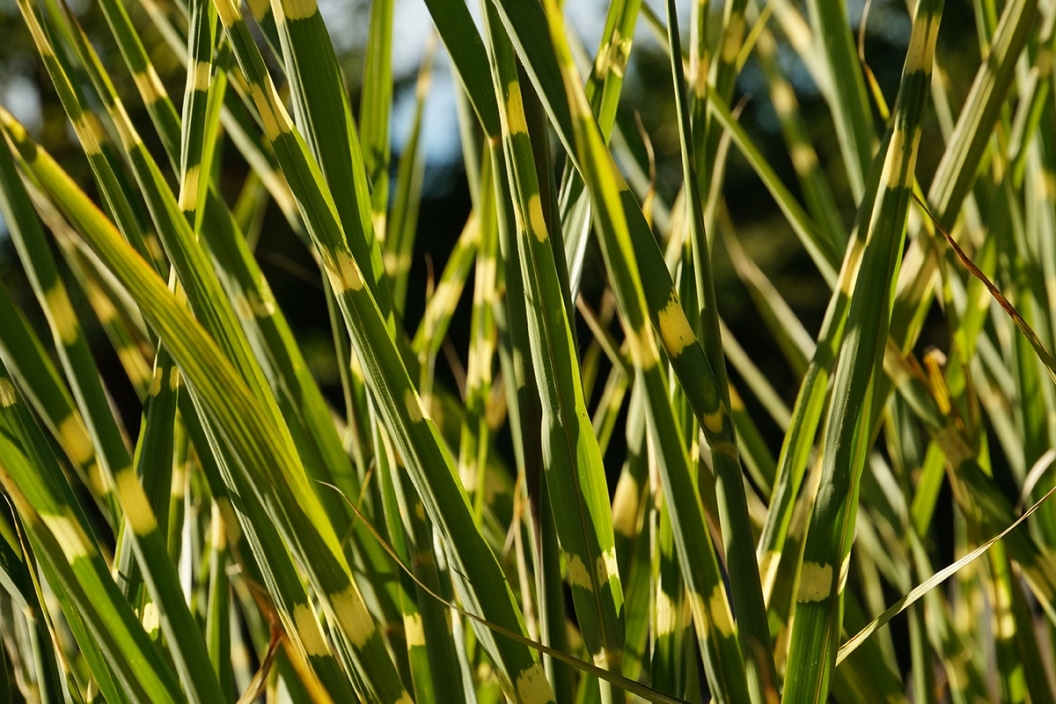 Zebragras, Miscanthus sinensis 'Strictus': Pflege von A - Z ...