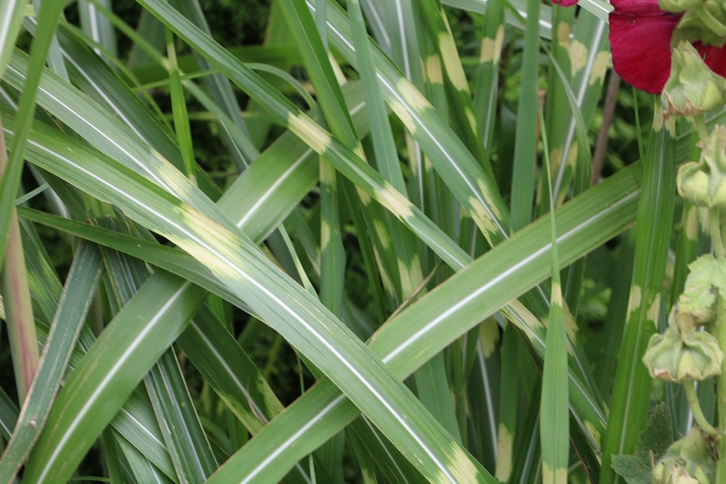 Zebragras, Miscanthus sinensis 'Strictus': Pflege von A - Z ...