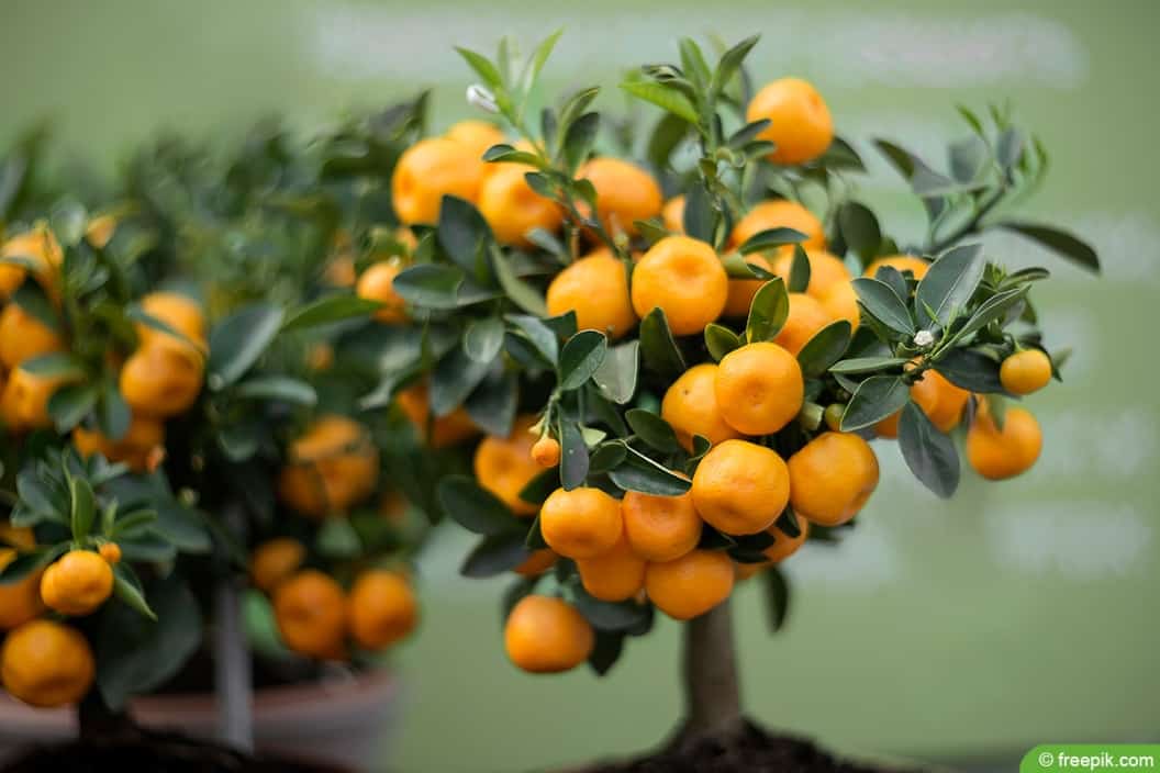 Citrus mitis Calamondin-Orange, Zwergorange - Pflege & Rückschnitt ...