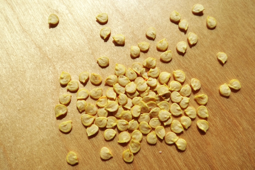 Paprika Samen Gewinnen