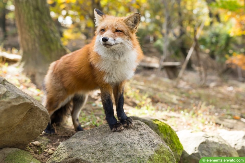 Krähen vertreiben: 11 Tipps, die helfen um Raben zu verscheuchen - Hausgarten.net