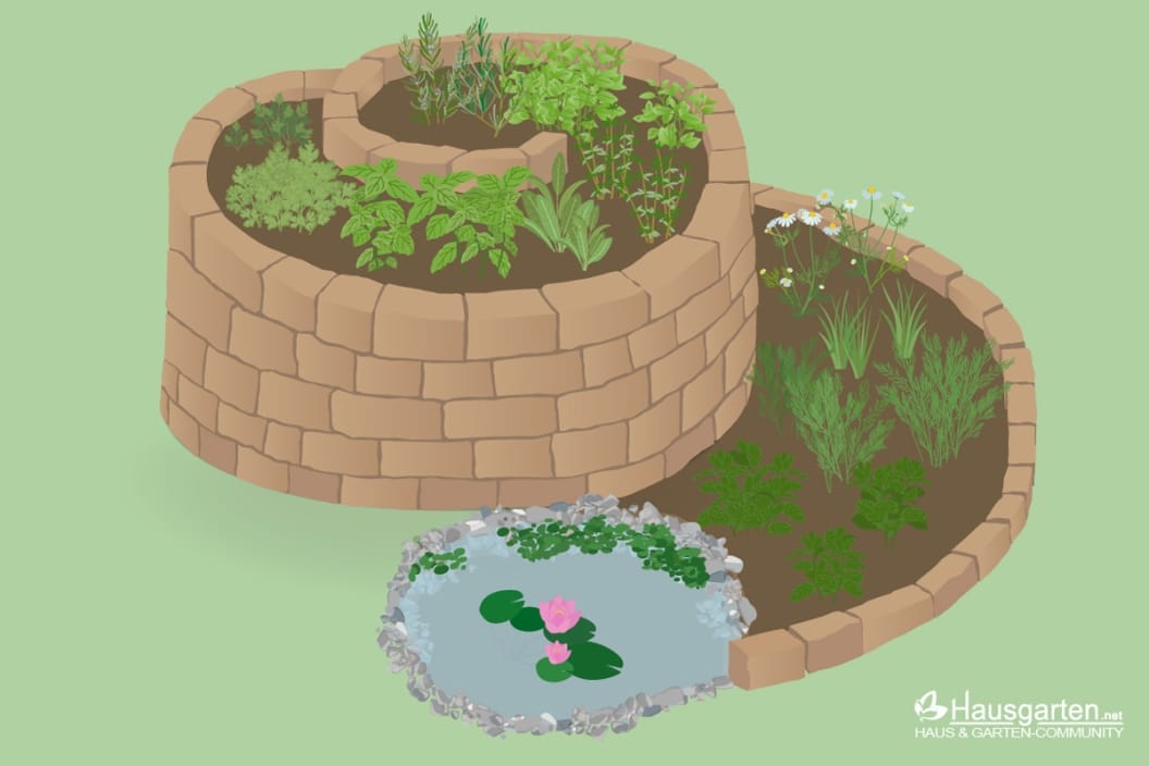 Kalmus-Pflanze, Acorus calamus - Anbau, Pflege und Verwendung ...