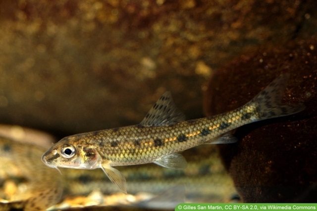 22 kleine Teichfische | Fische für kleinen Teich - Hausgarten.net