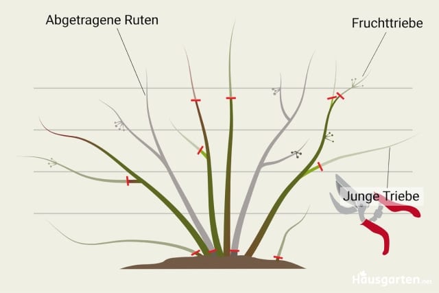 Schne Brombeere Im Herbst Schneiden Ebenbild