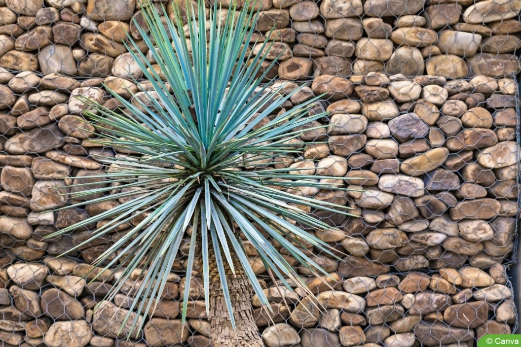 Steckenpalme, Rhapis excelsa - Pflege-Tipps - Hausgarten.net