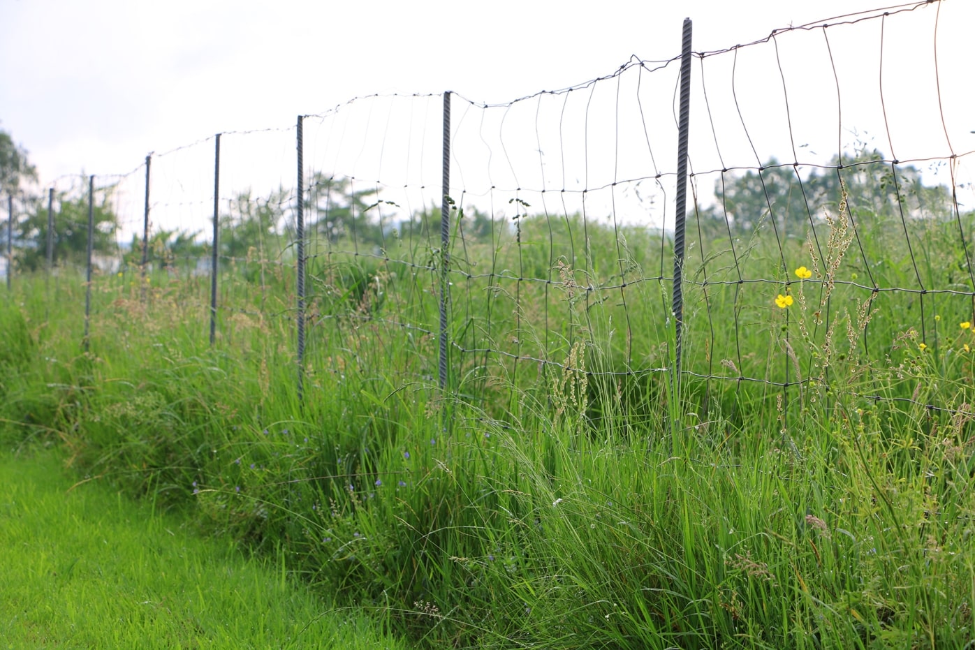 Quecke erkennen und erfolgreich bekämpfen | 10 Tipps - Hausgarten.net