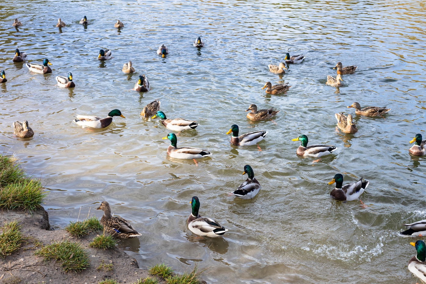 Dürfen Enten Haferflocken, Äpfel & Bananen fressen? - Hausgarten.net