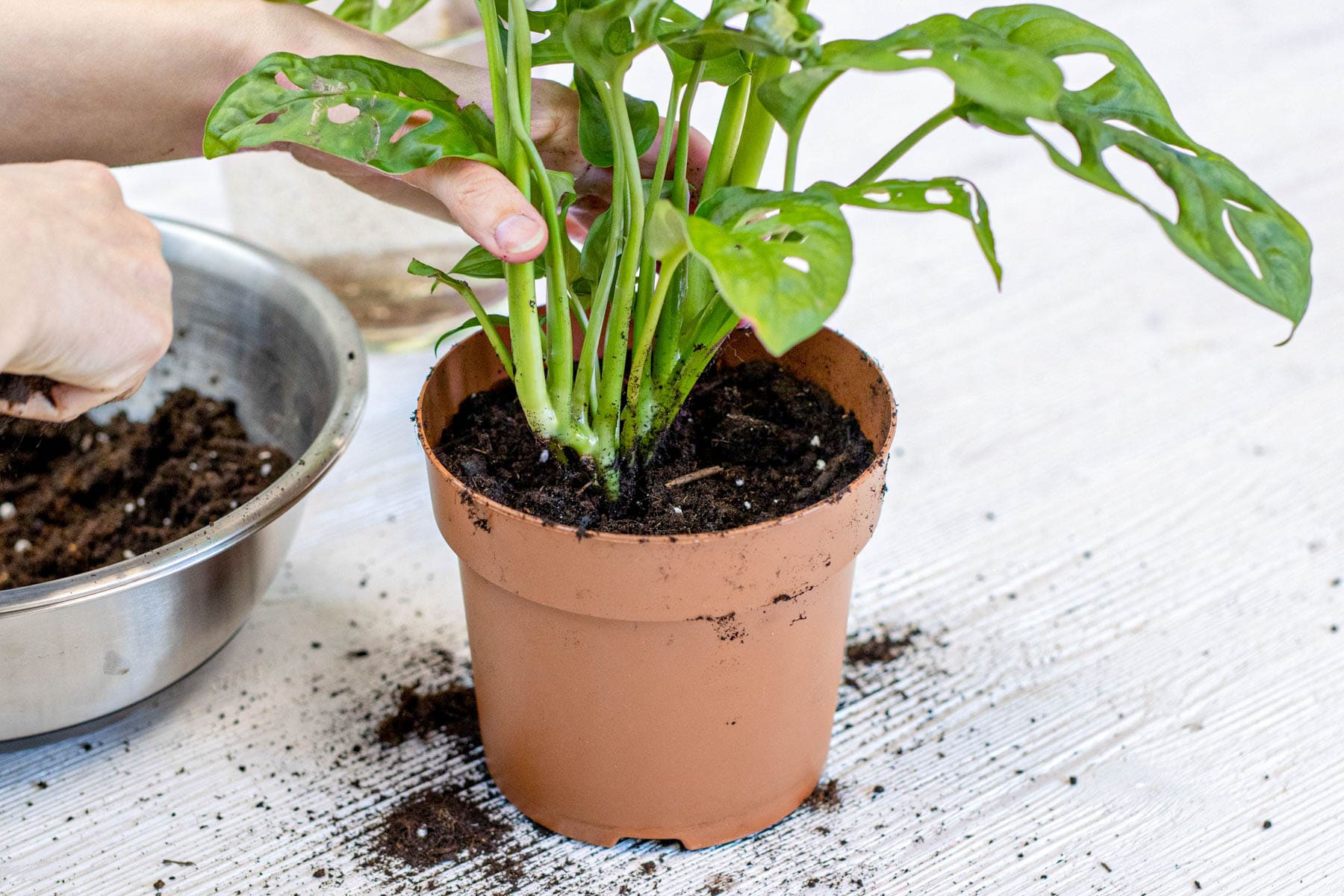 Monstera lässt Blätter hängen: was tun? - Hausgarten.net