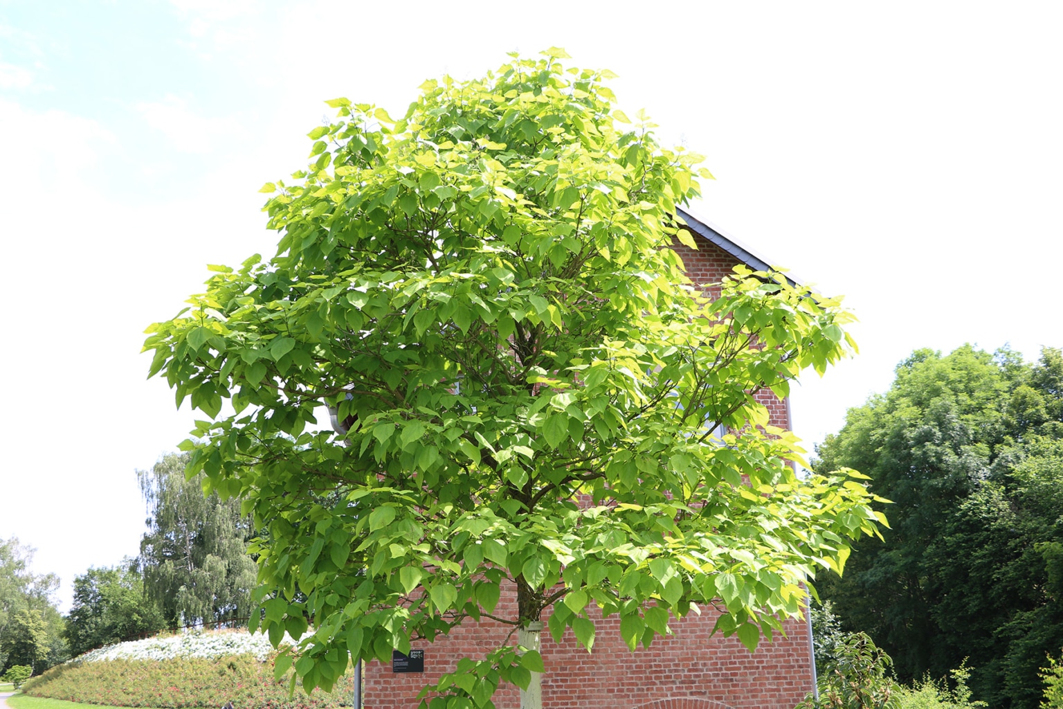 Baum Vom Nachbarn Macht Dreck
