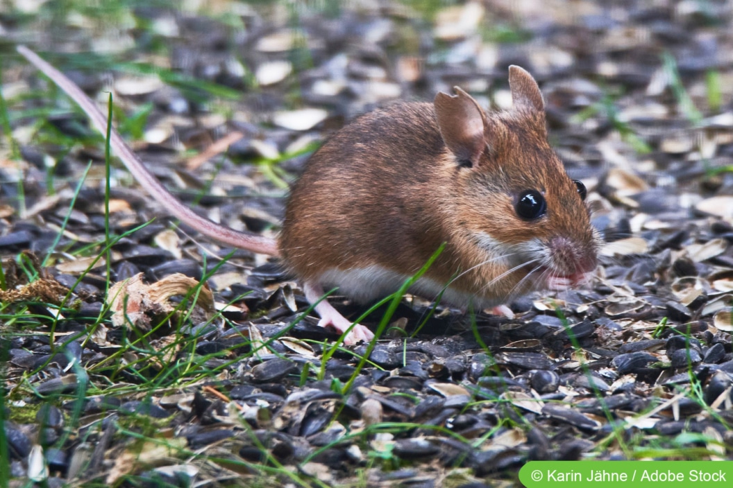 Mäusearten in Deutschland: 20 heimische Mäuse - Hausgarten.net