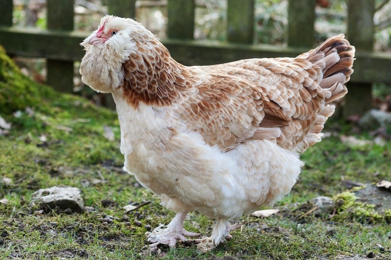 15 deutsche und altdeutsche Hühnerrassen - Hausgarten.net