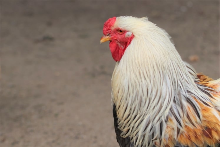 Große Hühnerrassen: 15 schwere Riesenhühner - Hausgarten.net