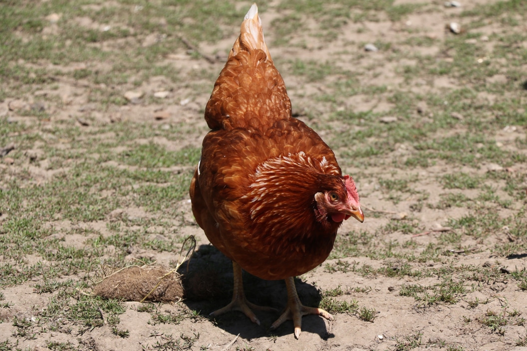 Huhn atmet schwer: worauf deutet es hin? - Hausgarten.net