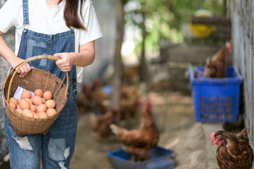 Welche Hühner legen die meisten Eier? - Hausgarten.net