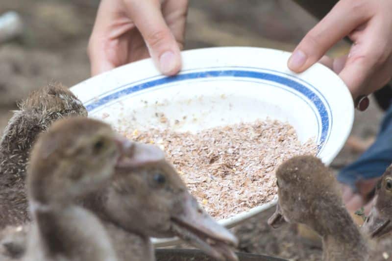 Was dürfen Enten fressen? Das ideale Entenfutter - Hausgarten.net