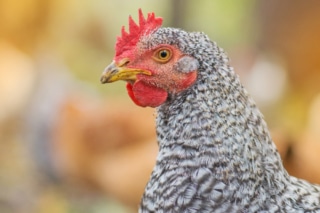 Hühnerrassen von A-Z | 33 Hühnerarten mit Bild - Hausgarten.net