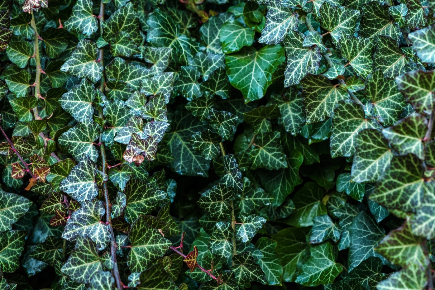 Efeuarten: die wichtigsten Hedera Helix-Sorten - Hausgarten.net
