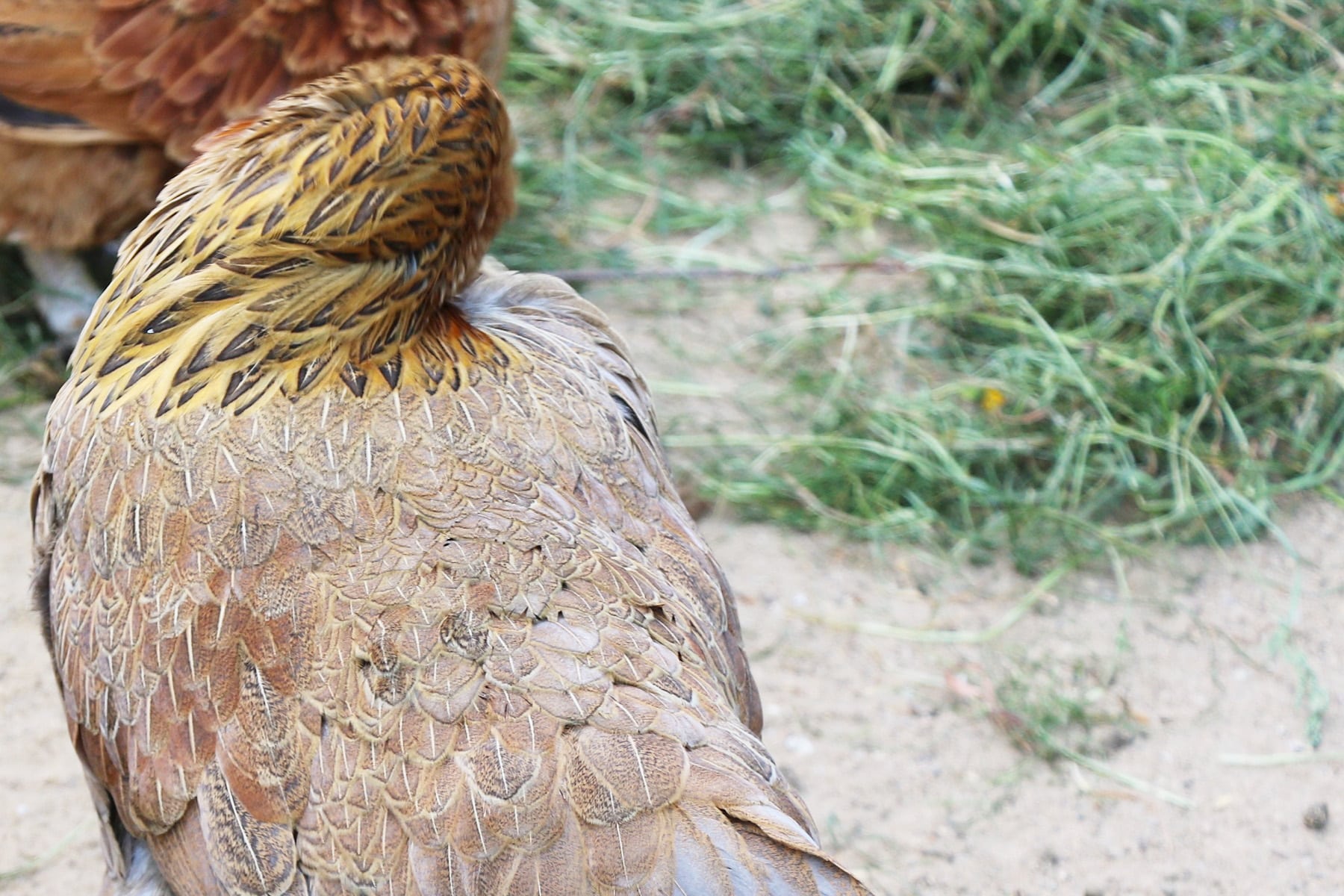 Huhn atmet schwer: worauf deutet es hin? - Hausgarten.net