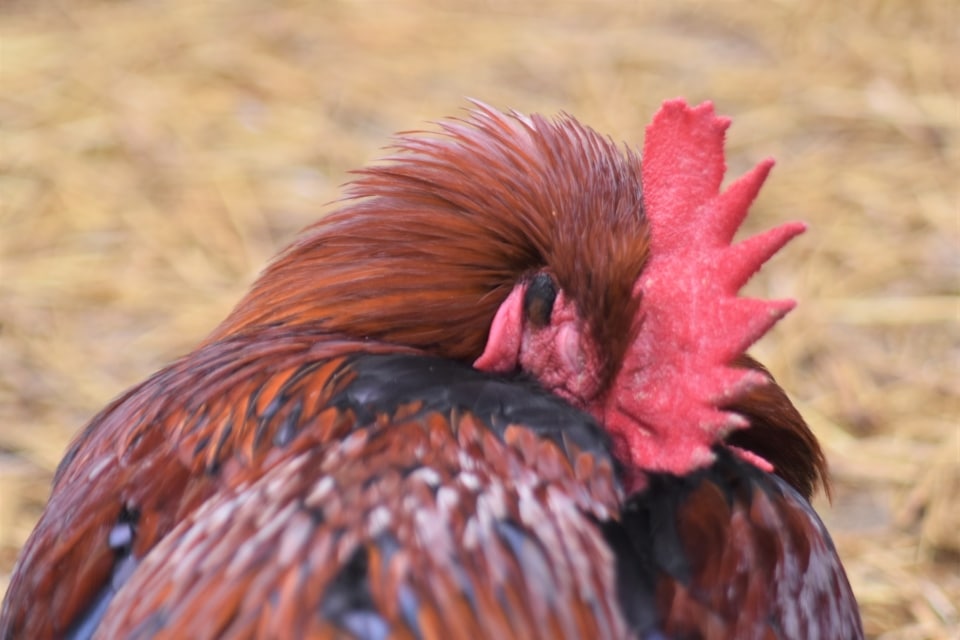 Huhn stirbt: typische Anzeichen + richtig reagieren - Hausgarten.net